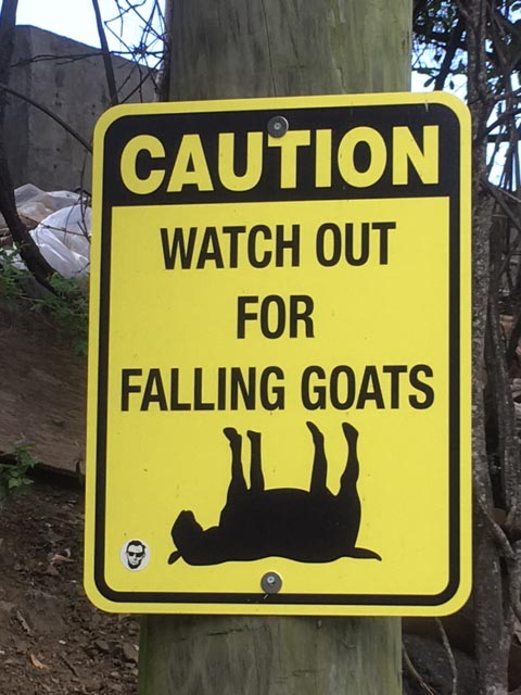 Falling Goats???? - Islandia | Christie's Intl Real Estate